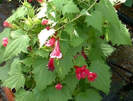 Summer Plants & Flowers - Debono Greenhouses & Garden Centre