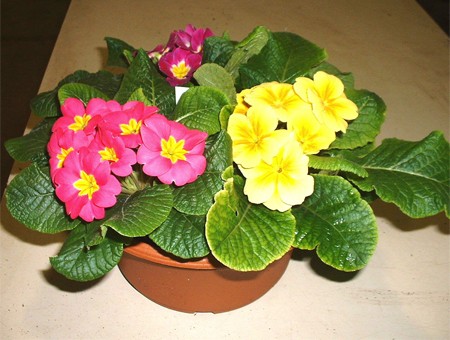 Spring Plants & Flowers - Debono Greenhouses & Garden Centre